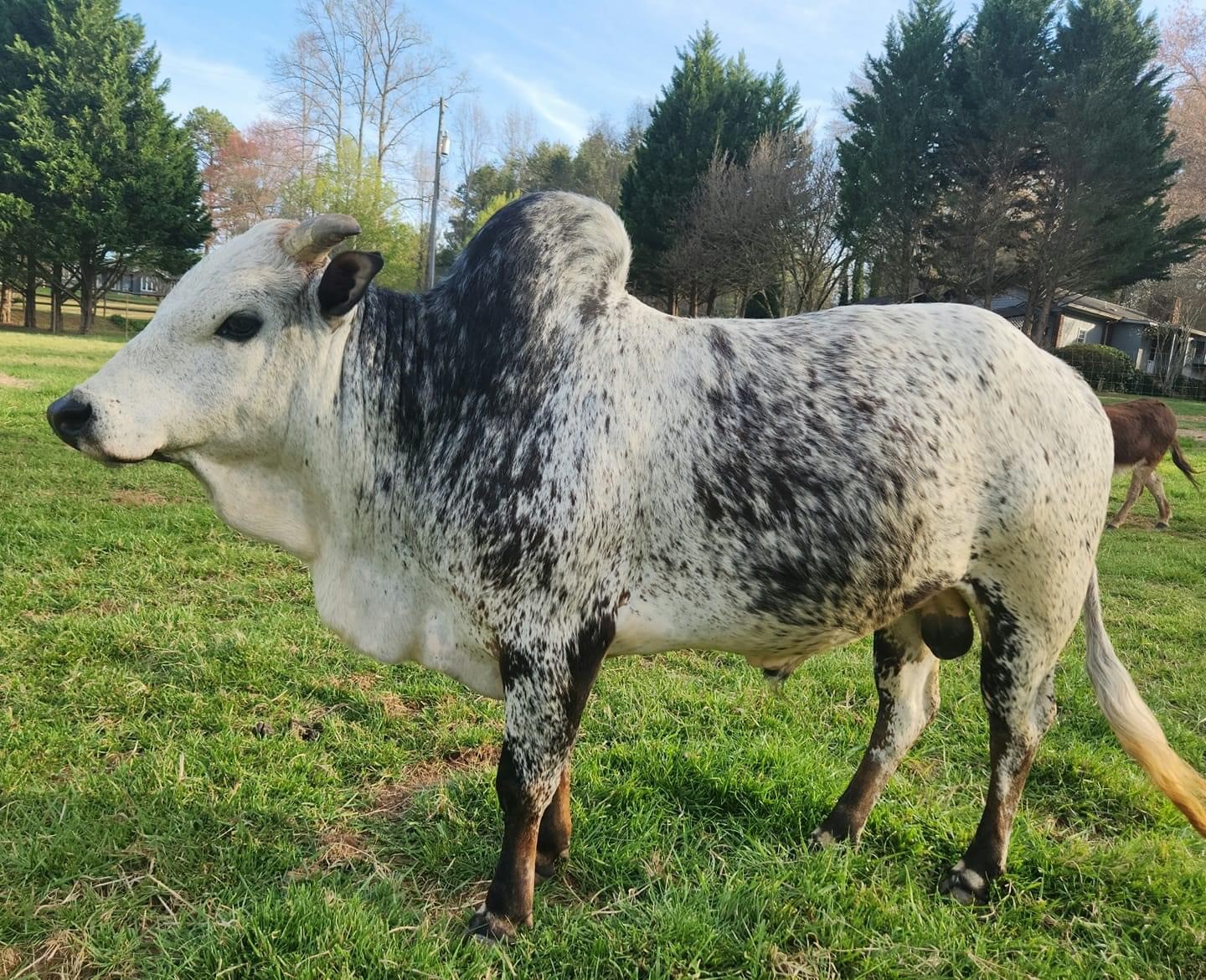 Sunnyfield Farm Zebu